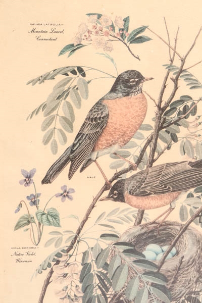 Arthur B. Singer | including a family of American Robins and a pair of ...