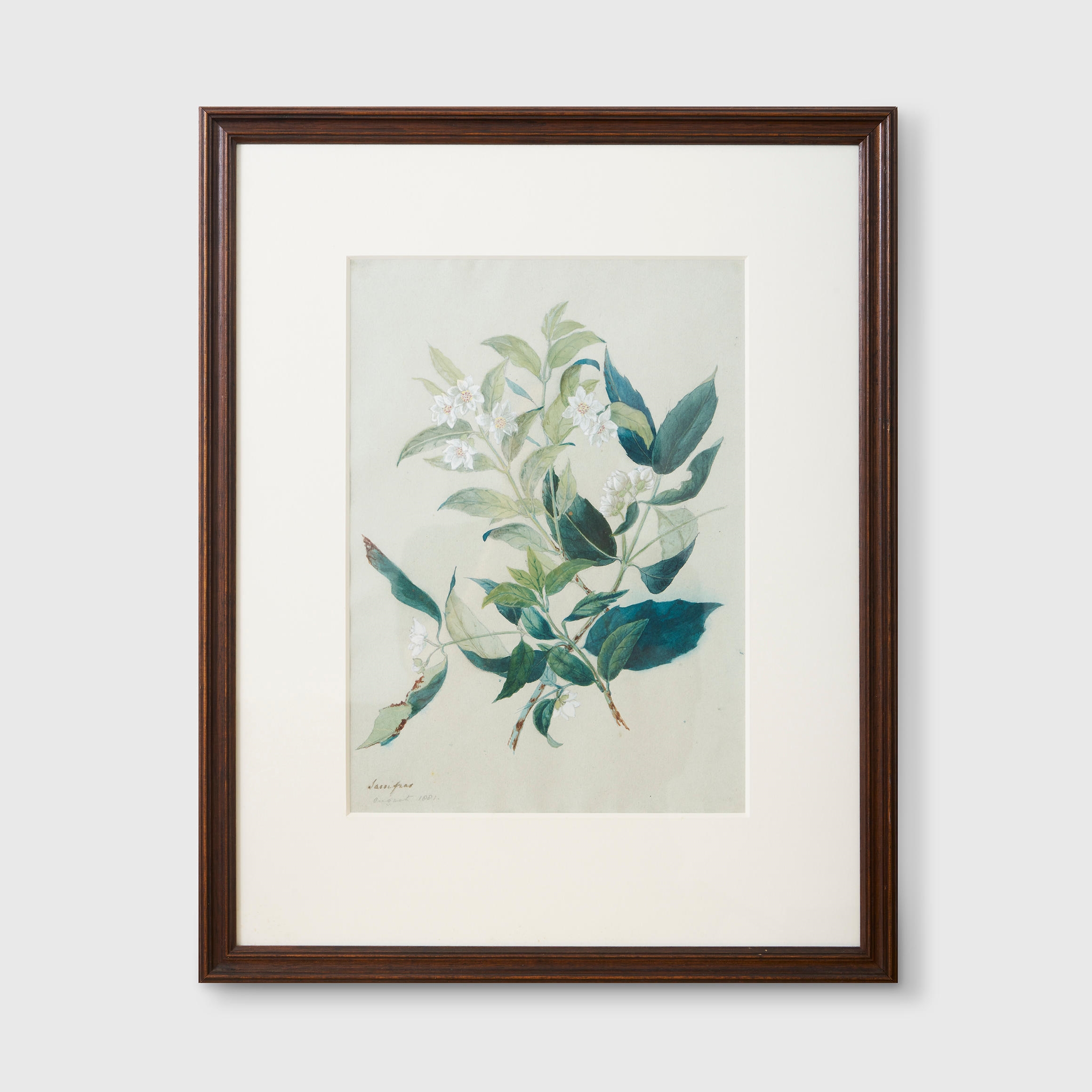 Charlotte Anne Lefroy | Sassafras, 1881 (1881) | MutualArt