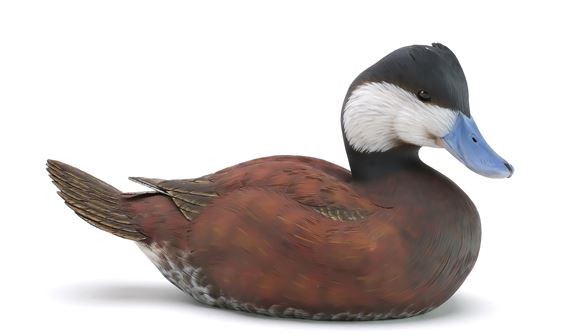 Jeffrey Moore | Excellent decorative ruddy duck (2010) | MutualArt