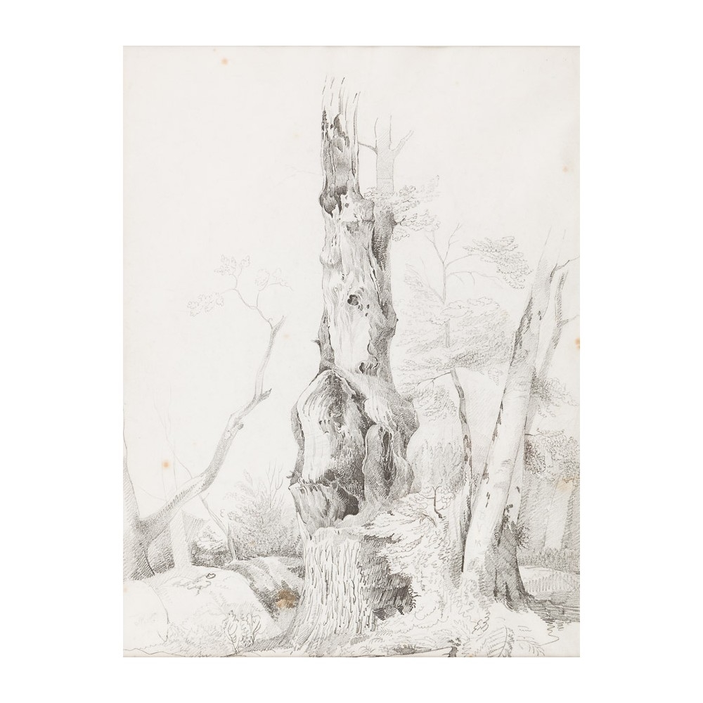 Alexandre Calame | Baumstudie | MutualArt