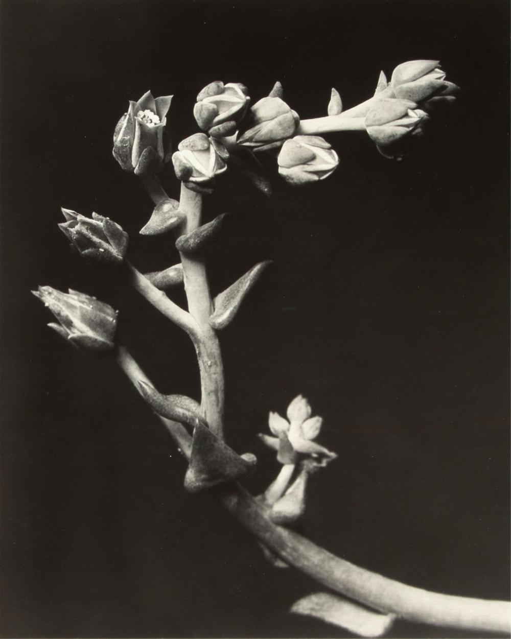 Imogen Cunningham | Imogen Cunningham (1926) | MutualArt