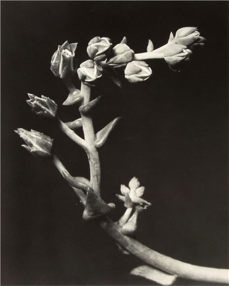 Imogen Cunningham | Imogen Cunningham (1926) | MutualArt