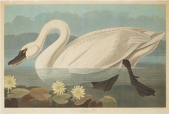 John James Audubon | Common American Swan (Circa 1838) | MutualArt