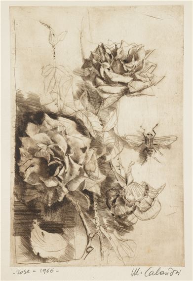 Mario Calandri | Rose, 1966 (1966) | MutualArt