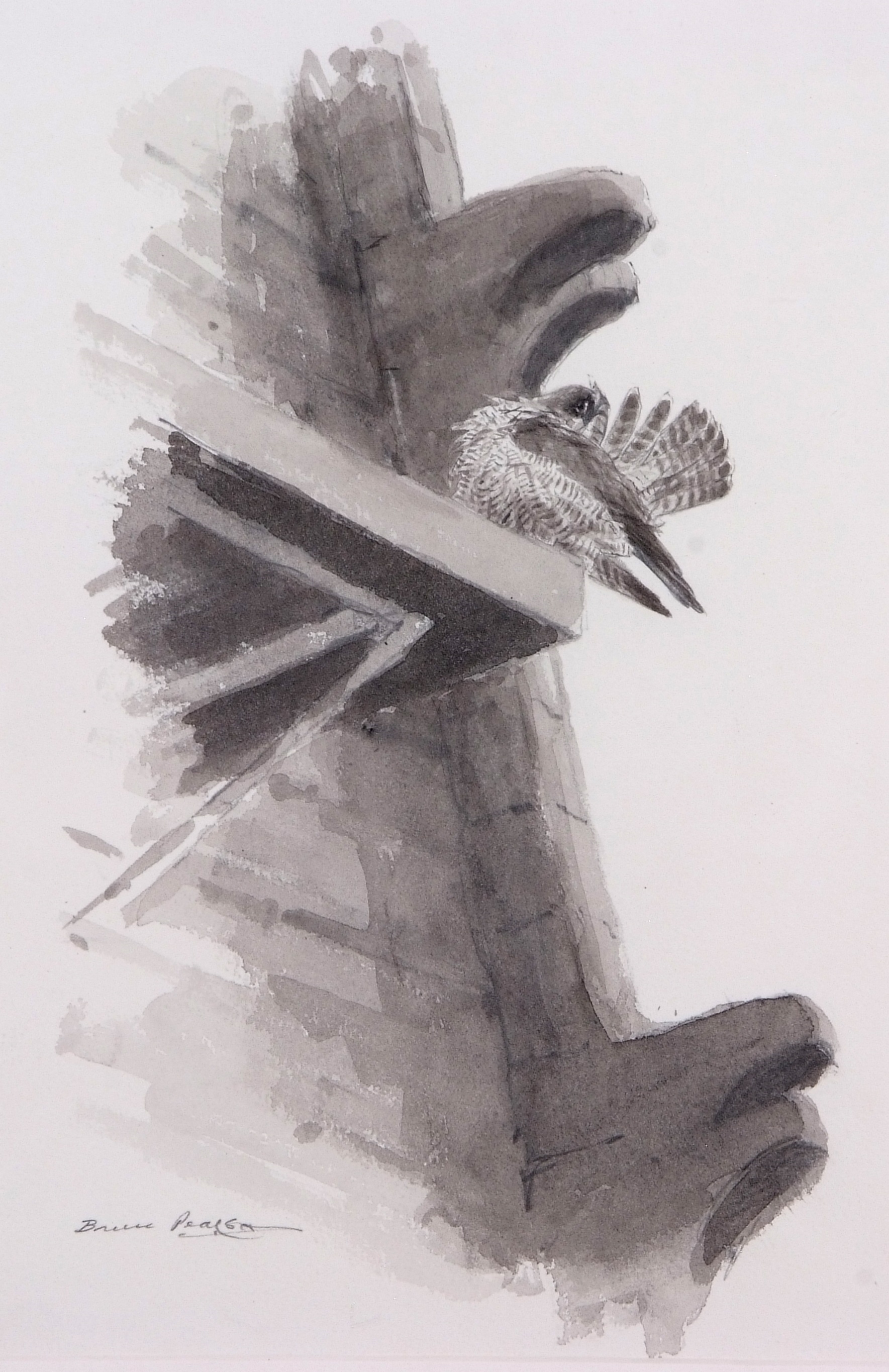 Bruce Pearson | Perched Peregrine Falcon preens the tail feathers ...