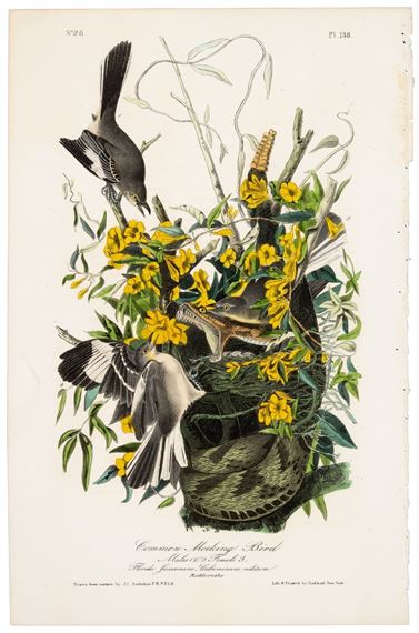 John James Audubon | Common Mocking Bird (1840 - 1844) | MutualArt