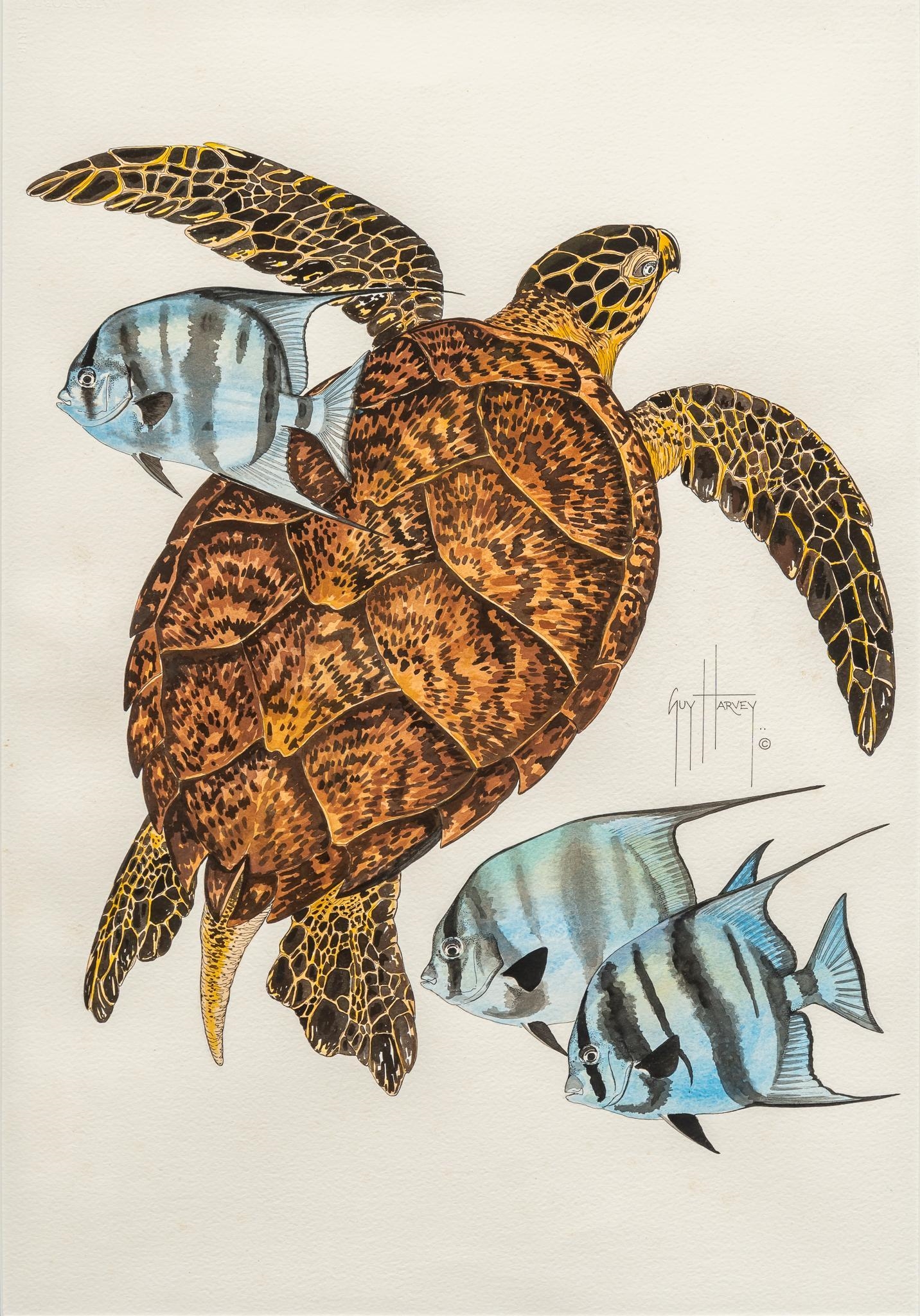Guy Harvey | Spadefish and Sea Turtle | MutualArt