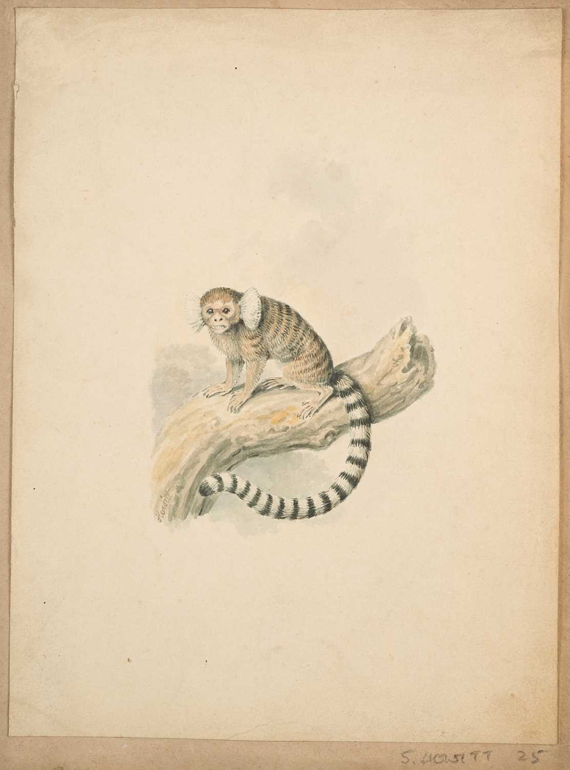 William Samuel Howitt | STRIATED MONKEY | MutualArt