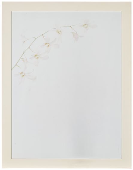Sarah Charlesworth | Bough (1999) | MutualArt