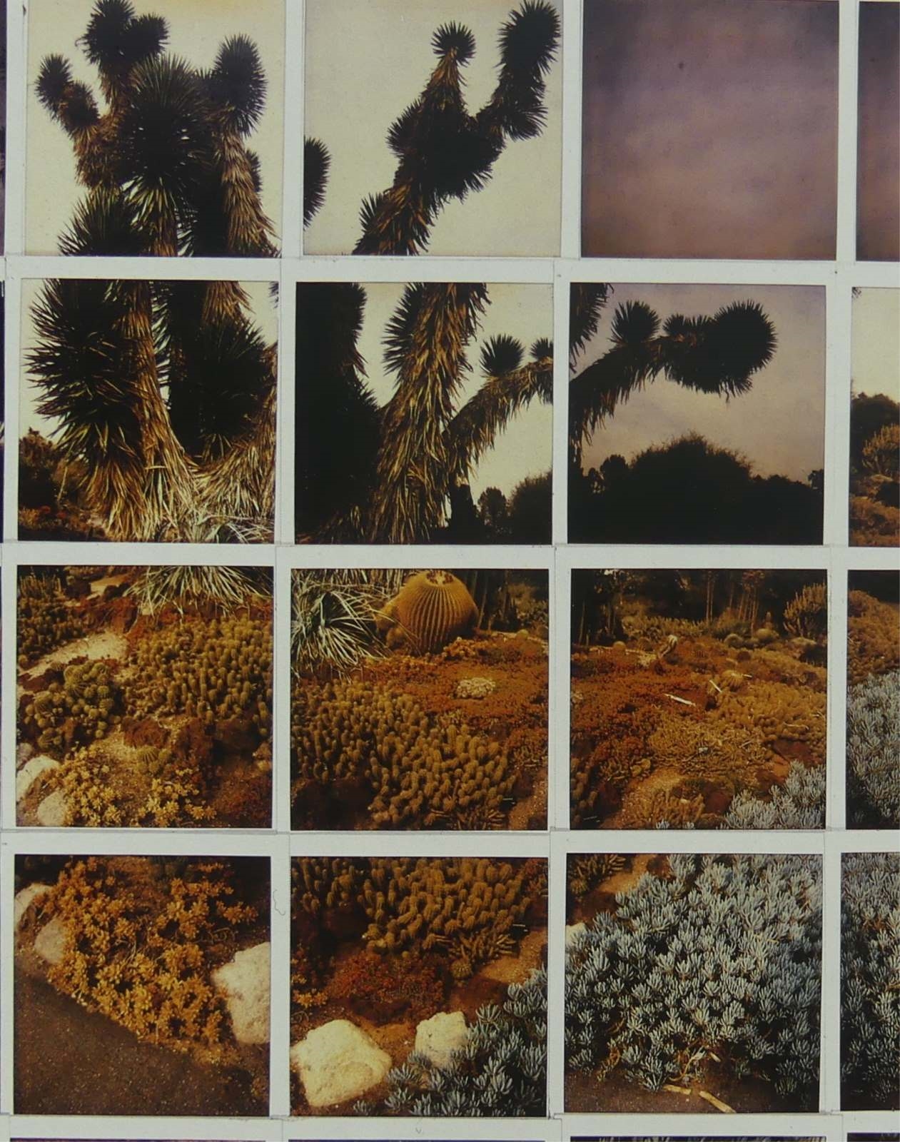 David Hockney | CACTUS GARDEN | MutualArt