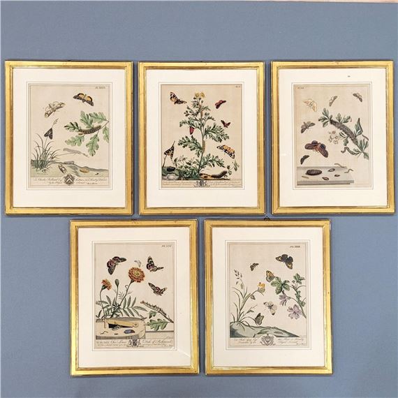 Moses Harris | Fünf Illustrationen mit Pflanzen und Insekten | MutualArt