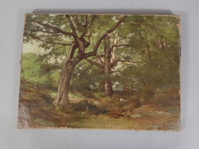Charles Théophile Demory | Arbres en forêt | MutualArt