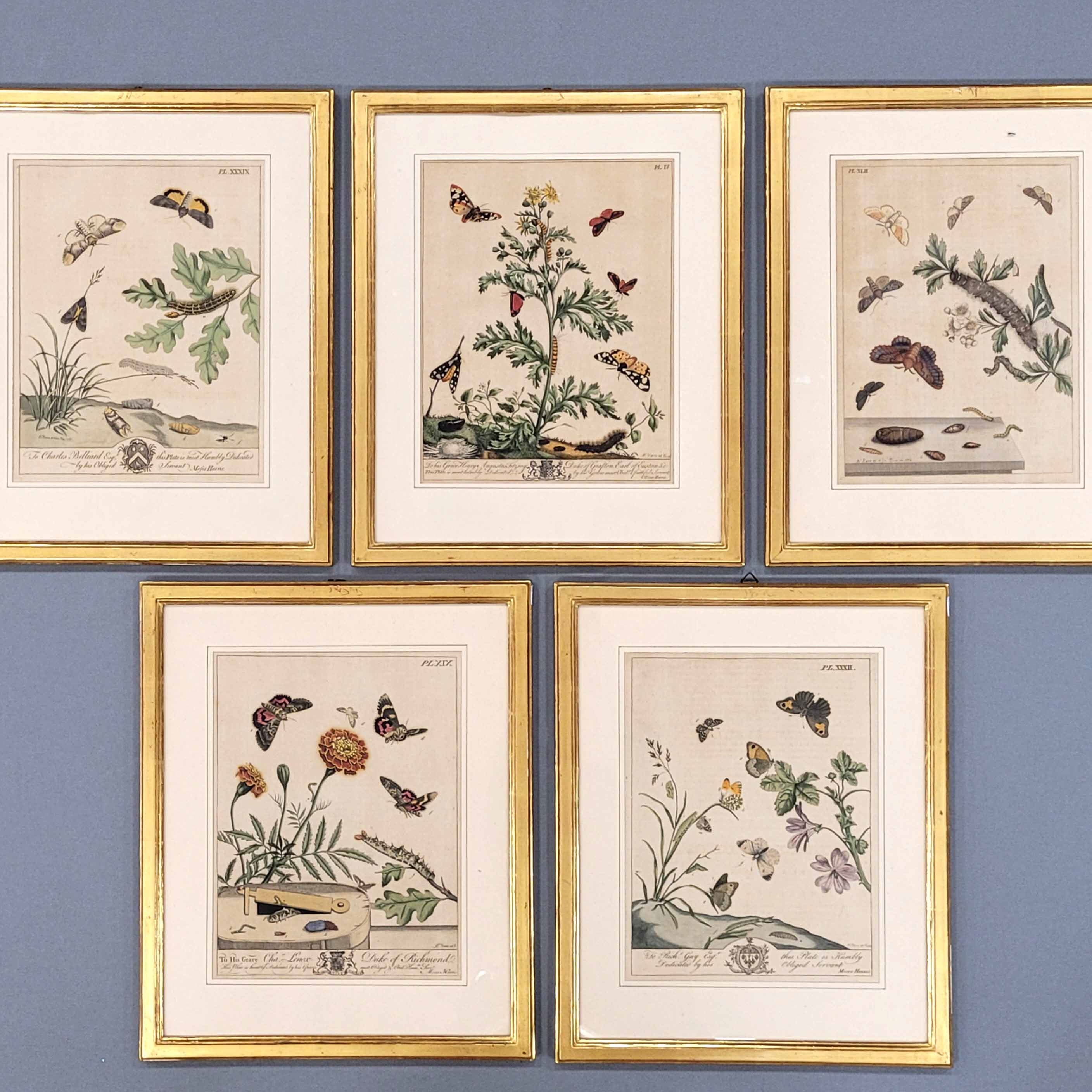 Moses Harris | Fünf Illustrationen mit Pflanzen und Insekten | MutualArt