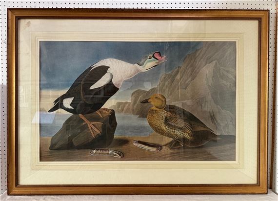 John James Audubon | King Duck | MutualArt