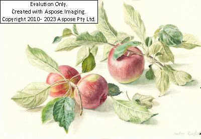 Carlos von Riefel | Apples | MutualArt