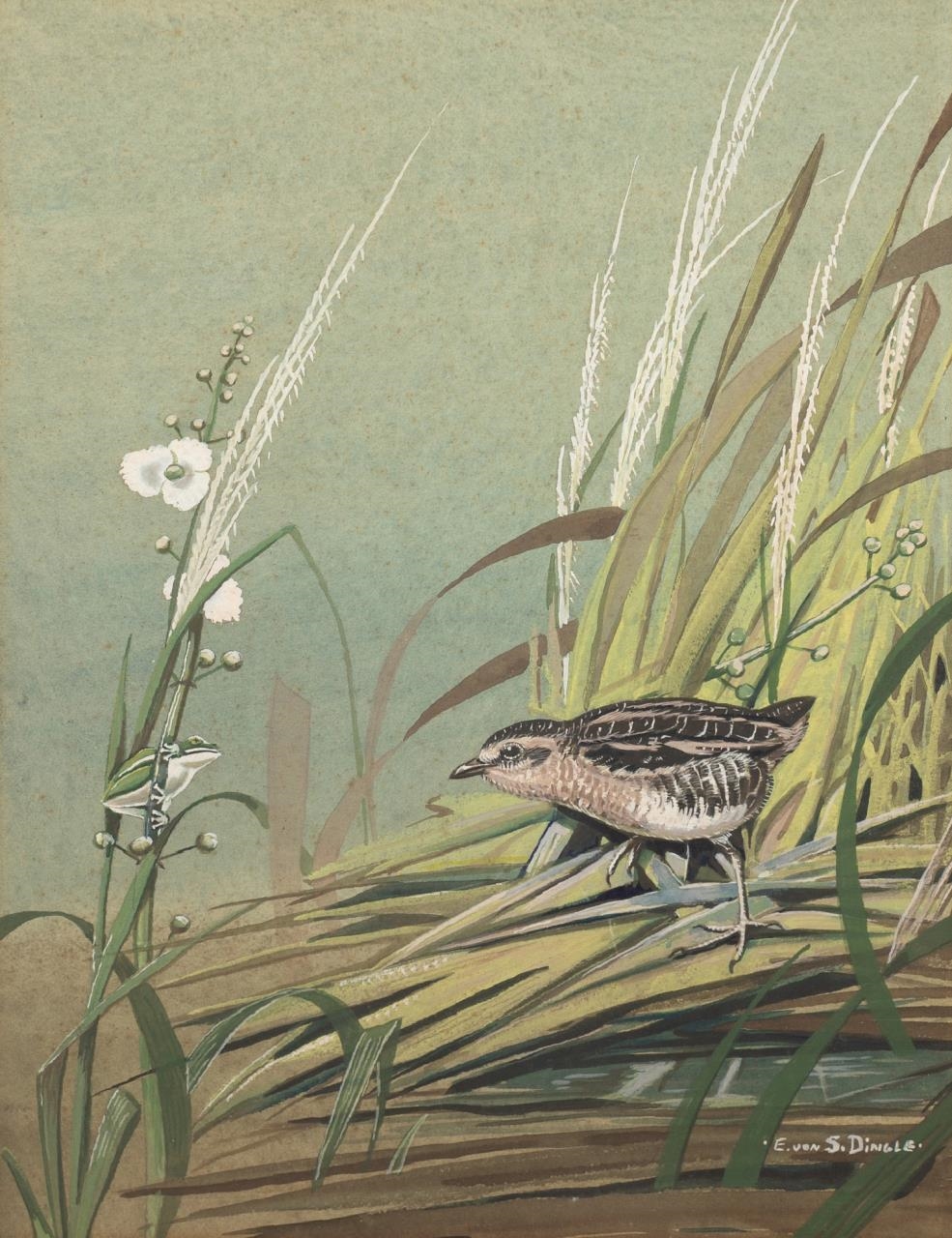 Edward von Siebold Dingle | . Untitled - Wren - circa 1970 (Circa 1970 ...