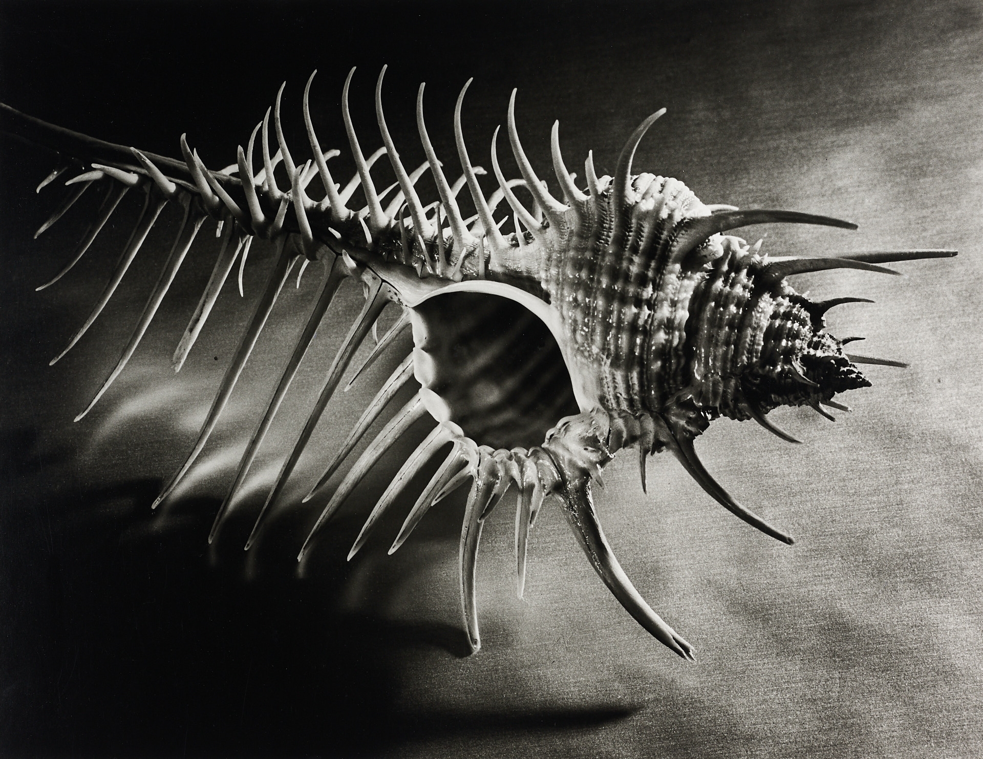 Ruth Bernhard | Lifesavers (1930) | MutualArt