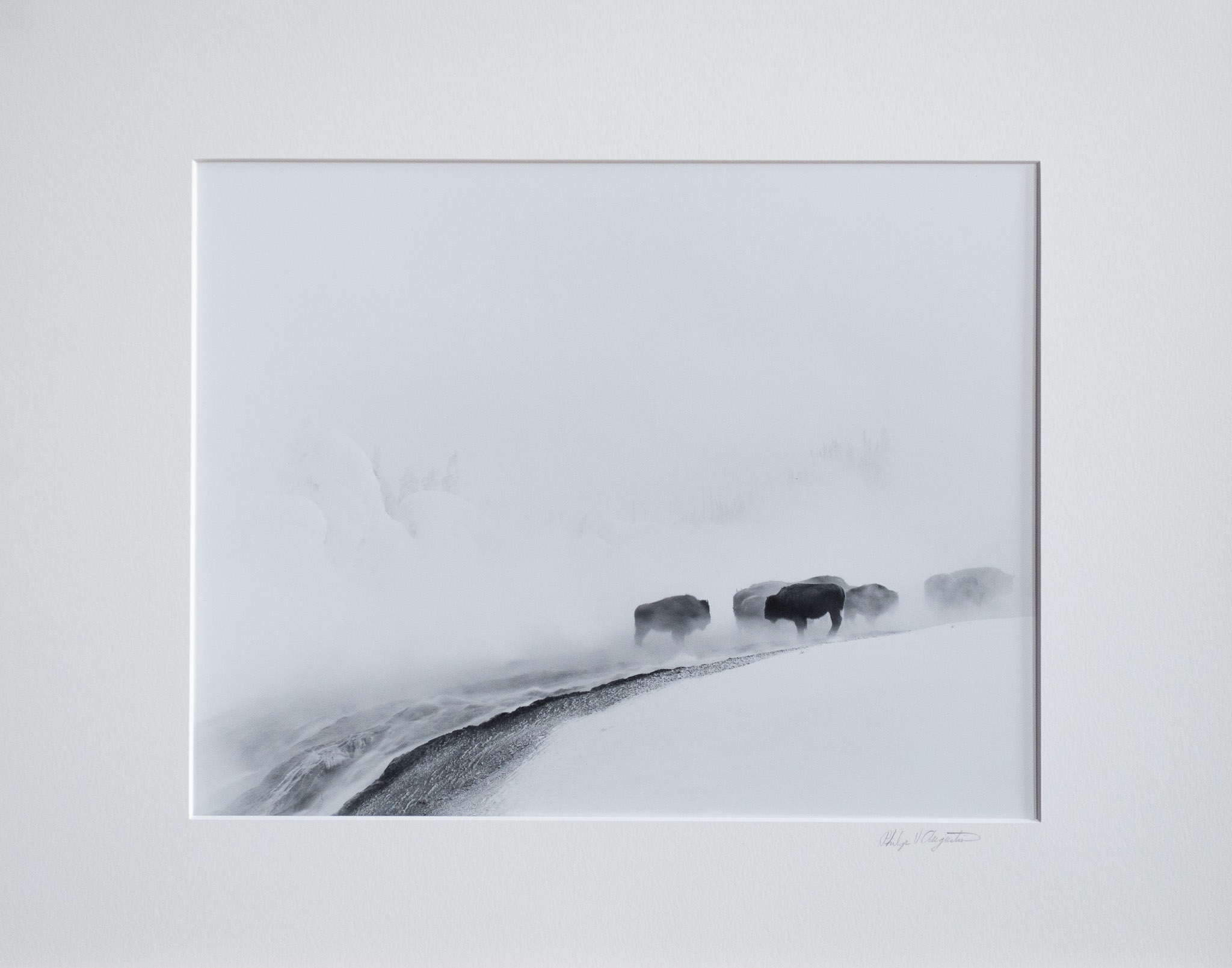 Philip Augustin | Bison in Fog (Circa 1993) | MutualArt