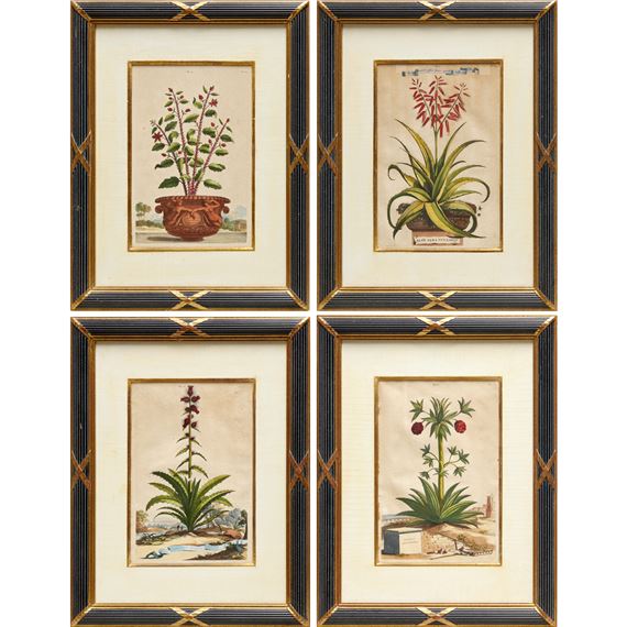 Abraham Munting | 4 hand-colored copperplate engravings on laid paper ...