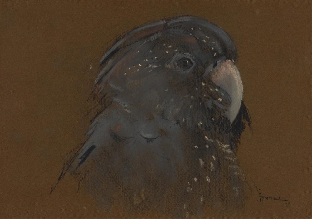 Greg Hansell | Red-Tailed Black Cockatoo | MutualArt