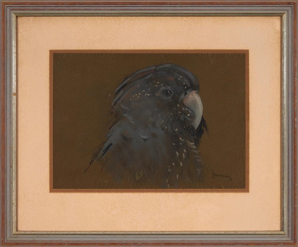 Greg Hansell | Red-Tailed Black Cockatoo | MutualArt