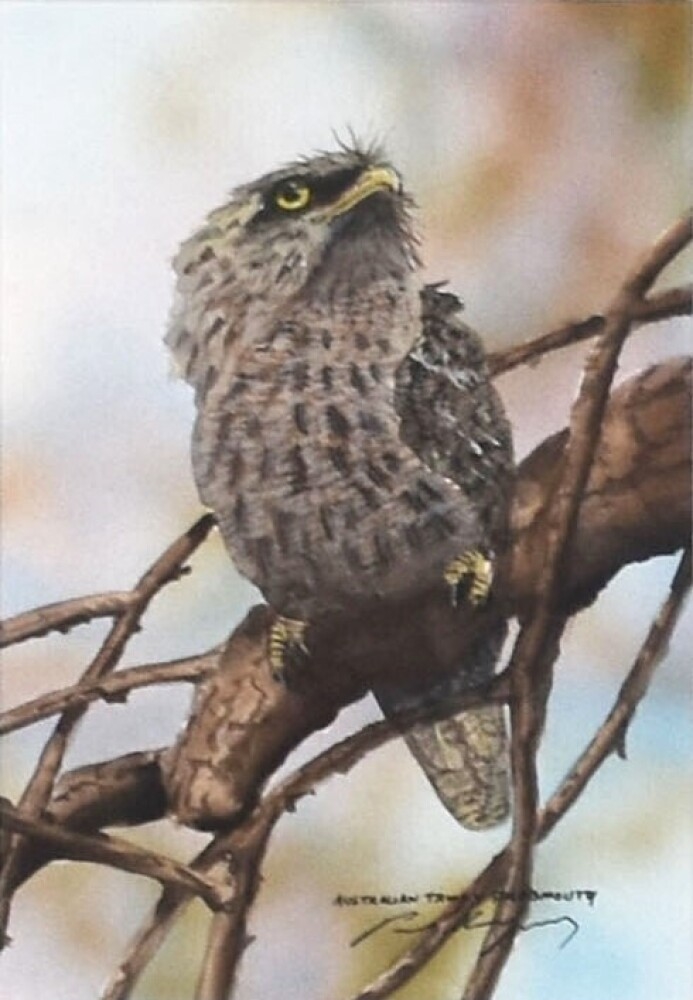 Paul Margocsy | Australian Tawny Frogmouth | MutualArt
