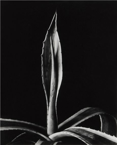 Imogen Cunningham | Agave Design (1920s) | MutualArt