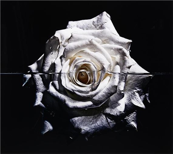 Ted O'Donnel | Still Life with Rose | MutualArt