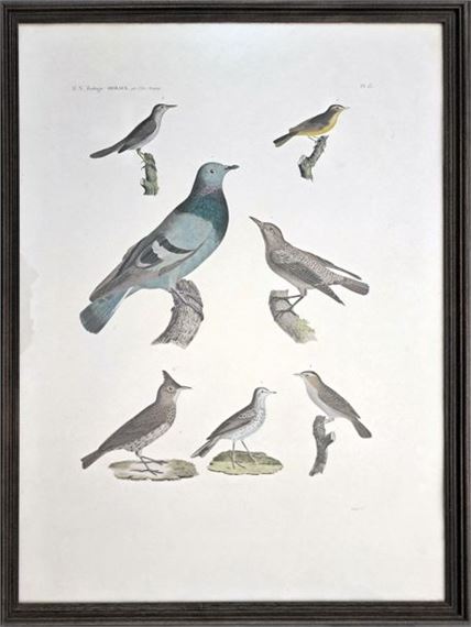Henri-Joseph Redoute | Système des oiseaux d'Egypte et de la Syrie, one ...