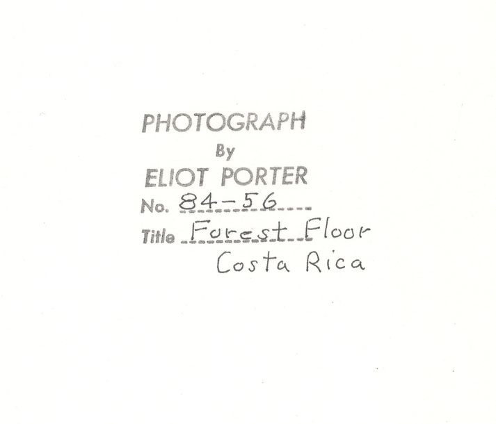 Eliot Porter | Forest Floor Costa Rica (1979) | MutualArt