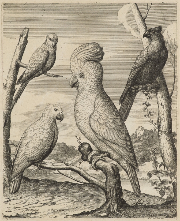 Nicolas Robert | I (Circa 1680) | MutualArt