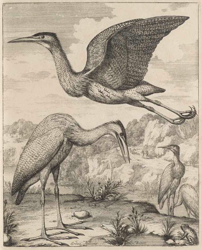 Nicolas Robert | I (Circa 1680) | MutualArt