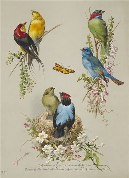 Hector Giacomelli | Sammlung von 12 lithographischen ornithologischen ...