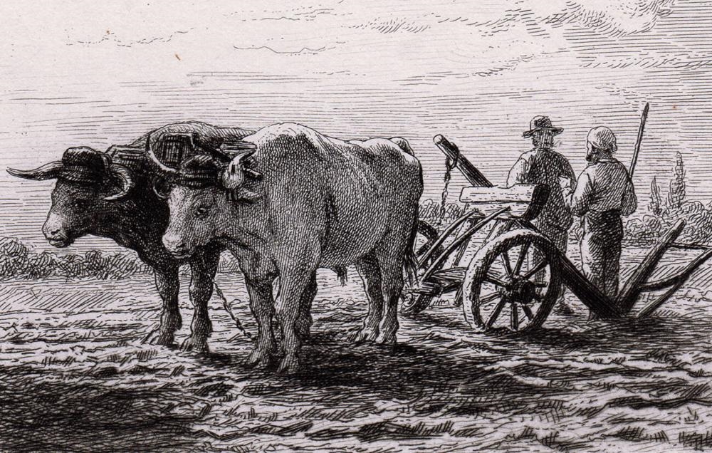Léopold Massard | Leopold Massard Oxen Ploughing 1874 Etching Signed ...