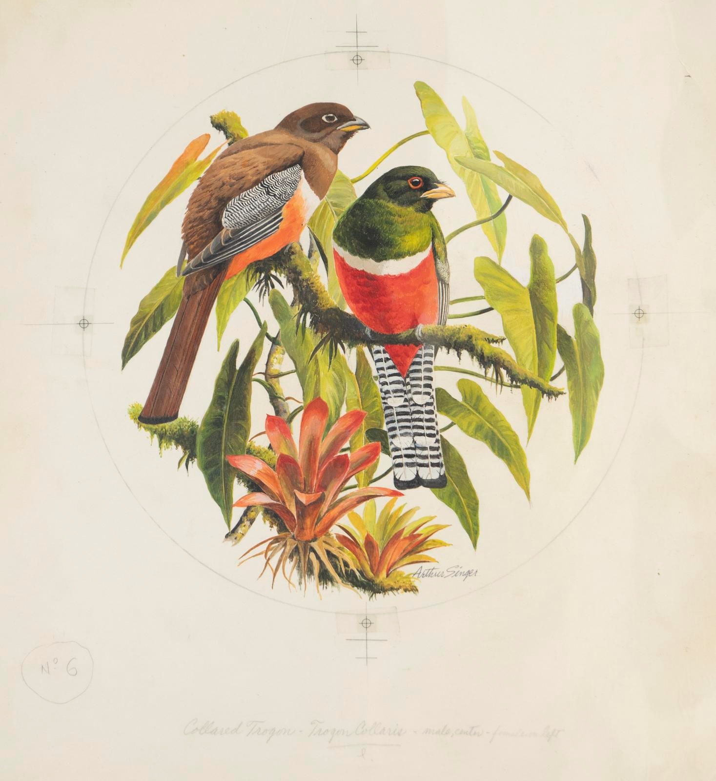 Arthur B. Singer | THE COLLARED TROGON | MutualArt