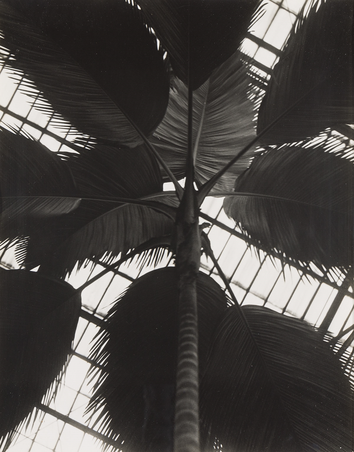 Edward W. Quigley | Palm tree abstraction (1932) | MutualArt