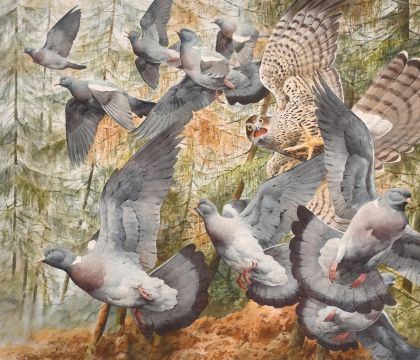 Robert Harold Morton | Sparrowhawk disturbing wood pigeons (1975 ...