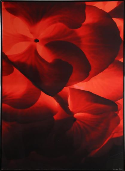 Jonathan Singer | RED AND BLACK MACRO FLOWERS (2012) | MutualArt