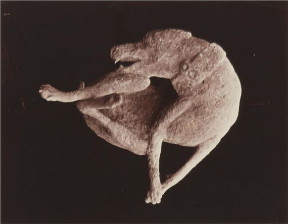 Amy Conger | 20th Century Photography School | MutualArt