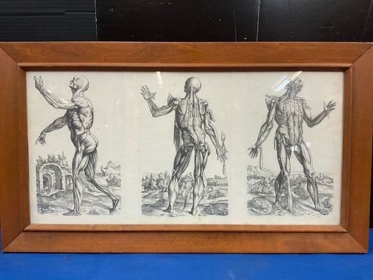Andreas Vesalius | Three Andreas Vesalius Anatomy Prints | MutualArt