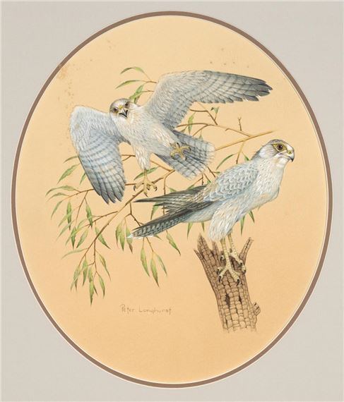 Peter Longhurst | Grey Falcon | MutualArt