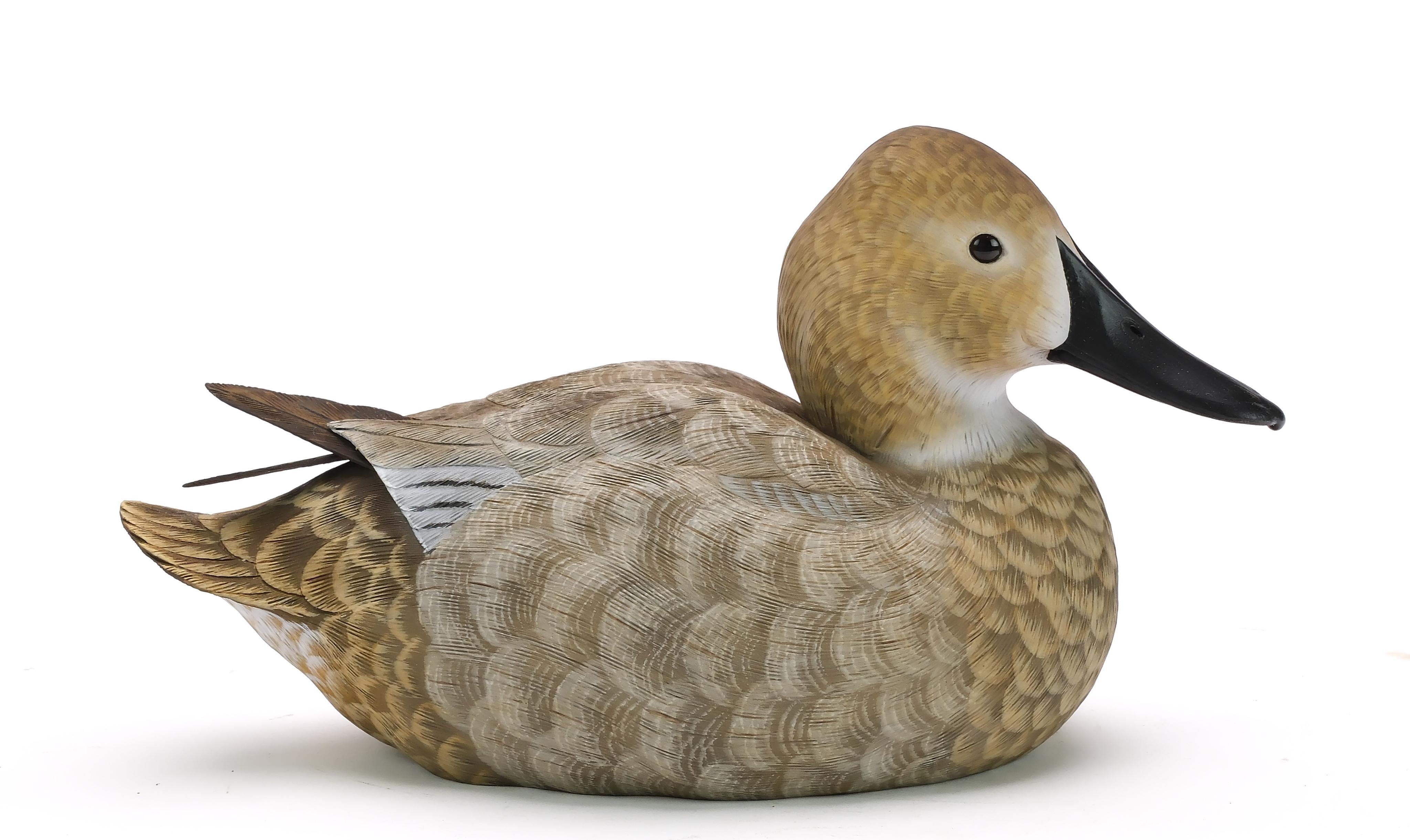 Jeffrey Moore | Canvasback hen (2005) | MutualArt