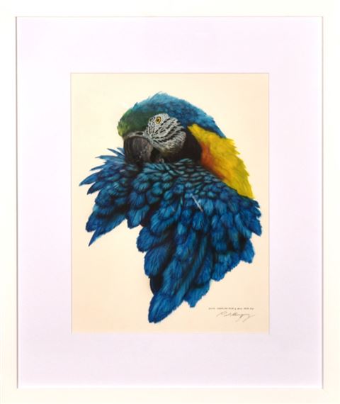Paul Margocsy | South American Blue and Gold Macaw | MutualArt