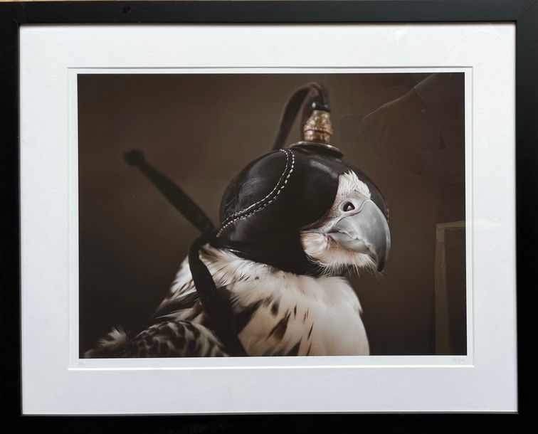 Tariq Dajani | Saker Hooded Hunting Falcon (2011) | MutualArt