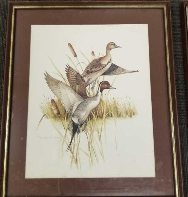 Charles E. Murphy | 3 vintage Charles E. Murphy waterfowl lithos - 25 ...
