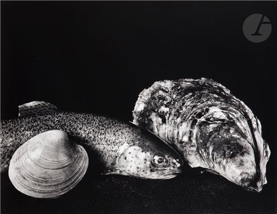 Irving Penn | Still life with clam, fish and oyster. New York, 1966 ...