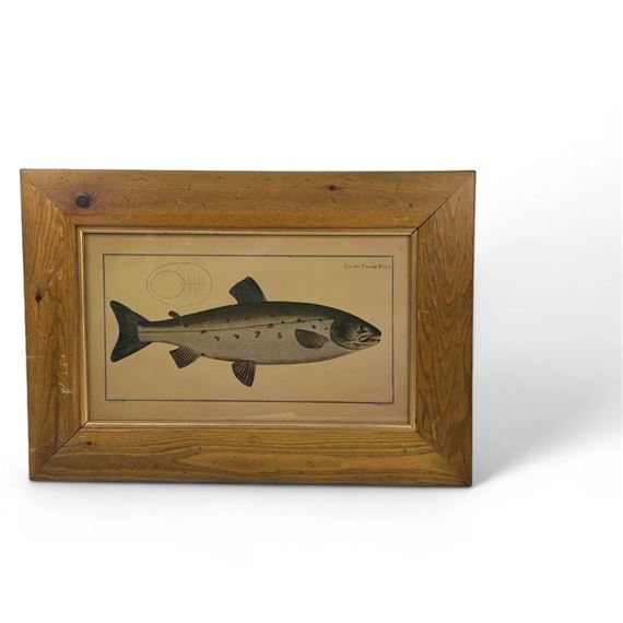 Gabriel Bodenehr der Jüngere | Salmo Salar fish | MutualArt
