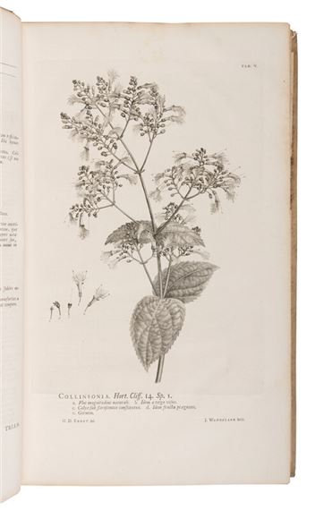 Carolus Linnaeus | 1 Artworks | MutualArt