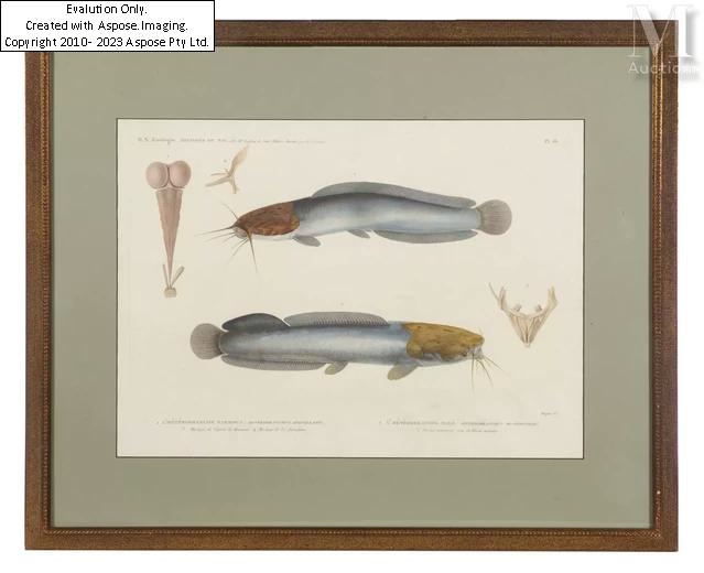 Henri-Joseph Redoute | POISSONS DU NIL (2016) | MutualArt