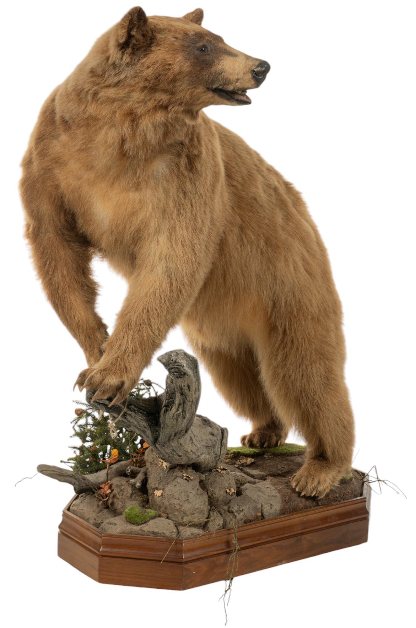 California School | California Golden Bear Display | MutualArt